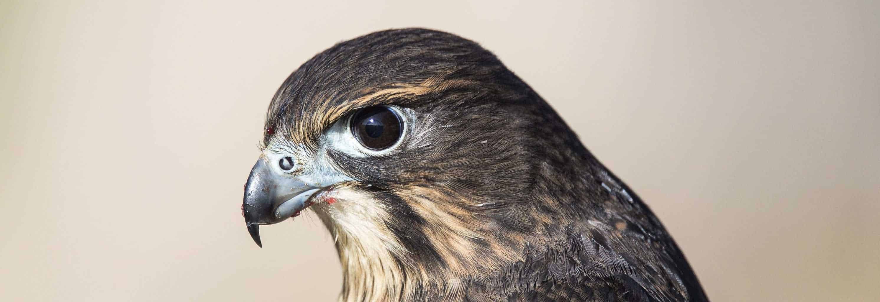 hero nz falcon - National Centre for Birds of Prey