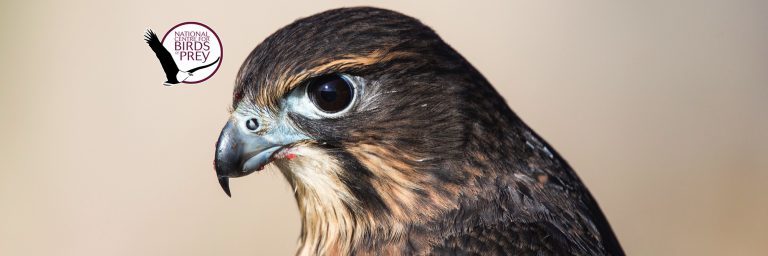 Adopt a bird at the National Centre for Birds of Prey