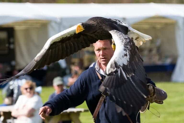 Charlie Heap and Steller's Sea Eagle - National Centre for Birds of Prey