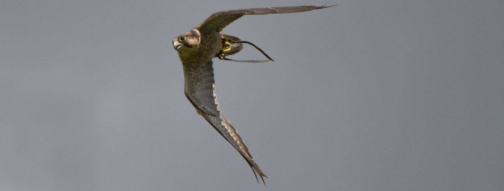 A Short History - National Centre for Birds of Prey