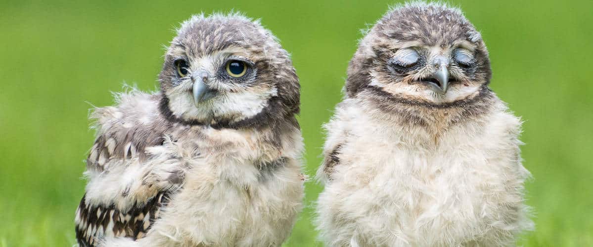 Cute Baby Burrowing Owls