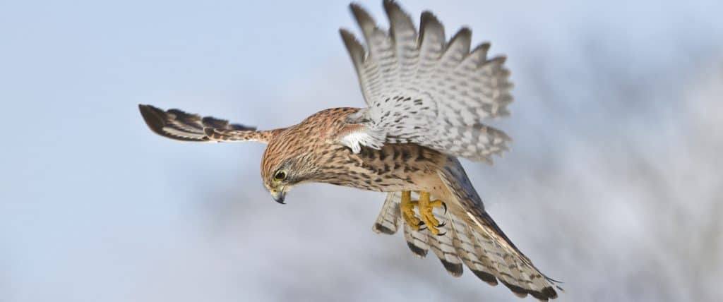 Kestrel Hovering at National Centre for Birds of Prey - National Centre ...