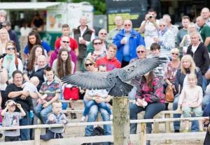 raptor-fair-crowd - National Centre for Birds of Prey